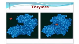 ENZYMEs, purpose, definition, enzymology | PPTX