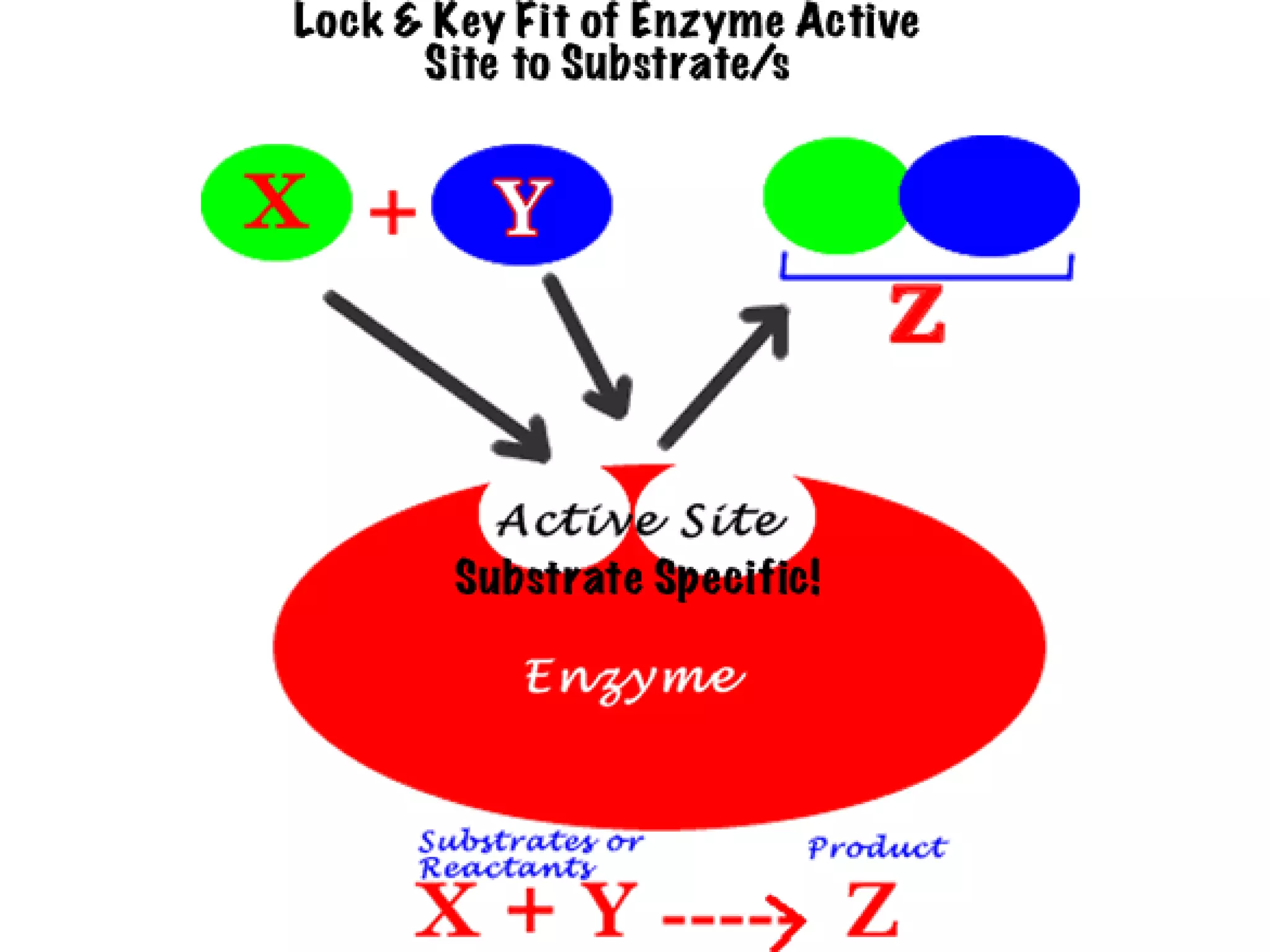 Enzyme And Metabolism | PPT