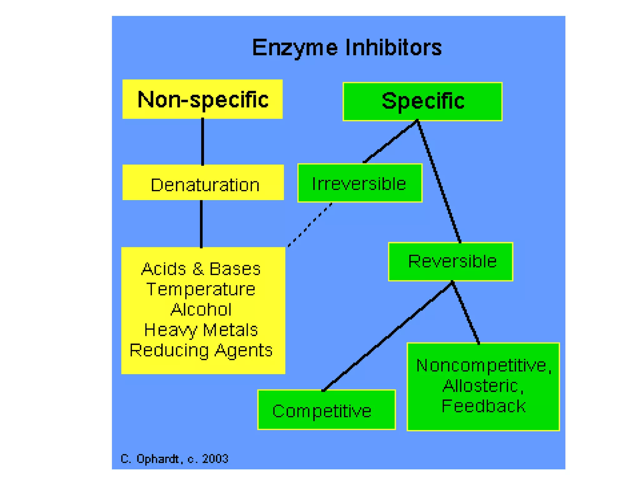 Enzyme And Metabolism | PPT