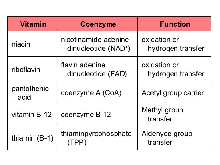 Enzyme And Metabolism
