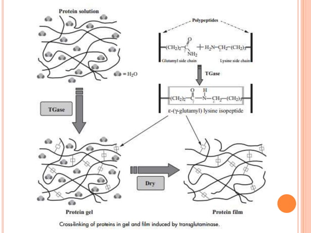 Enzyme in fish processing | PPTX