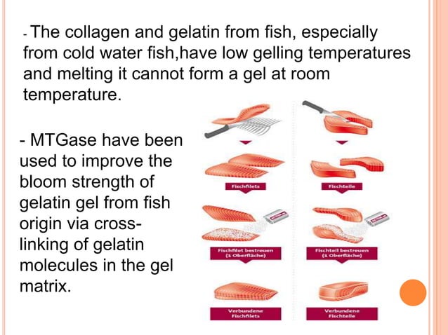 Enzyme in fish processing | PPTX