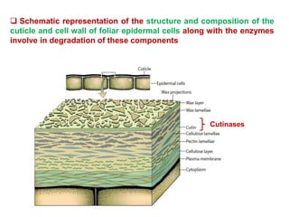 Role of enzymes in pathogenesis | PPT