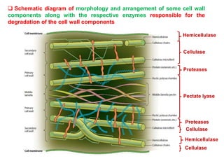 Role of enzymes in pathogenesis | PPT