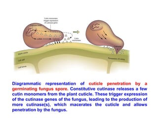 Role of enzymes in pathogenesis | PPT
