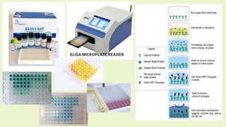 enzyme-linked immunosorbent assay- ELISA.pdf