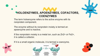 ENZYME - by rahil (ciu) | PPT