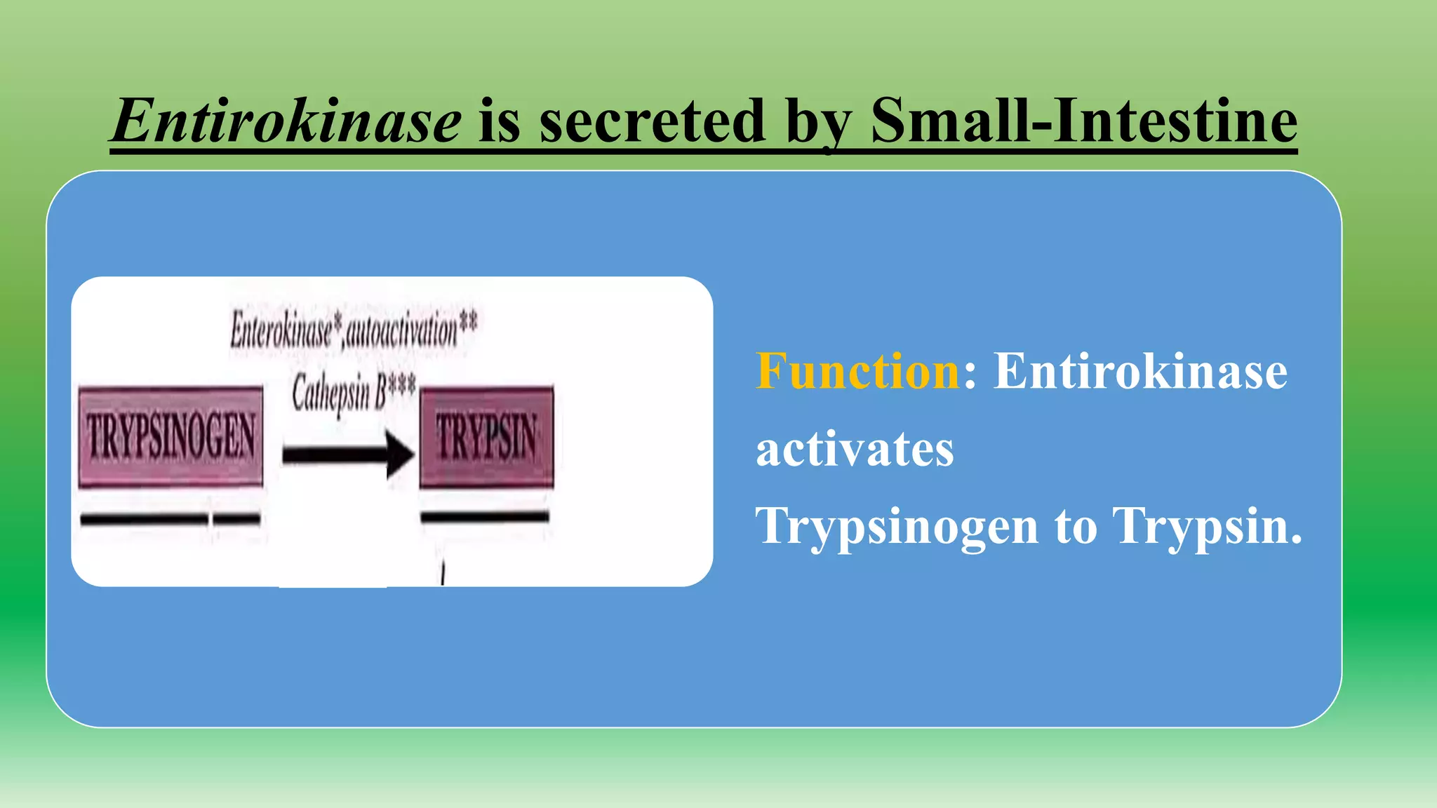 Enzymes, Secreted by and Function | PPT
