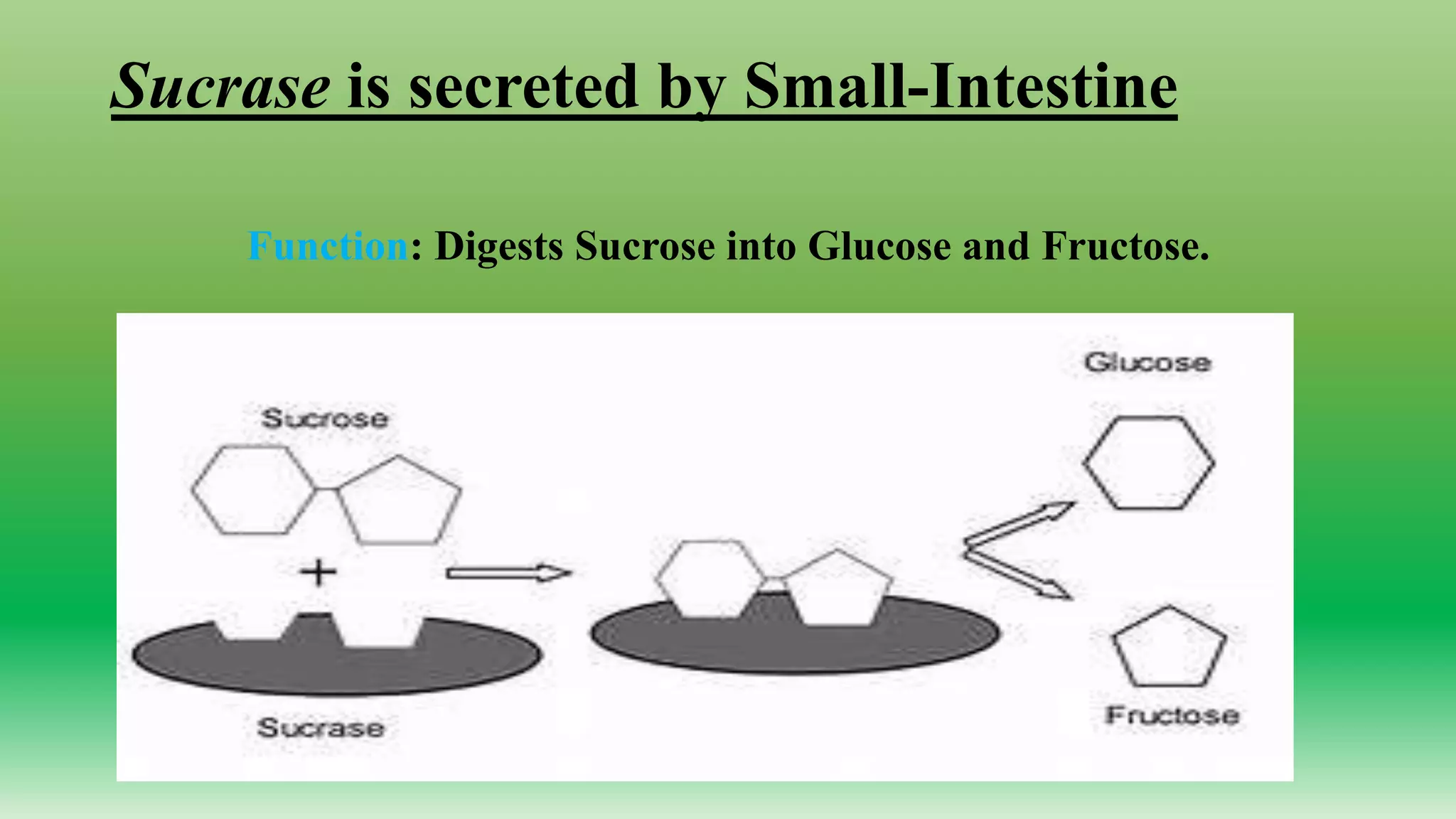 Enzymes, Secreted by and Function | PPT
