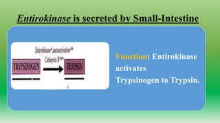 Enzymes, Secreted by and Function | PPTX
