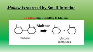 Enzymes, Secreted by and Function | PPT