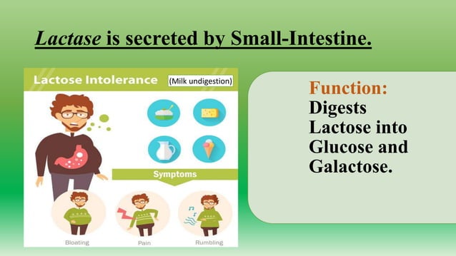Enzymes, Secreted by and Function | PPT
