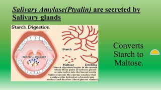Enzymes, Secreted by and Function | PPT