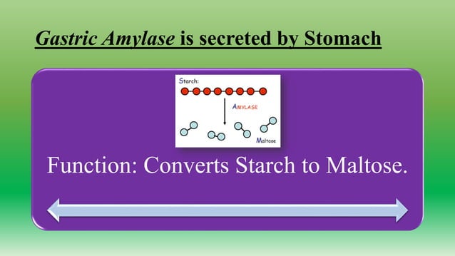 Enzymes, Secreted by and Function | PPT