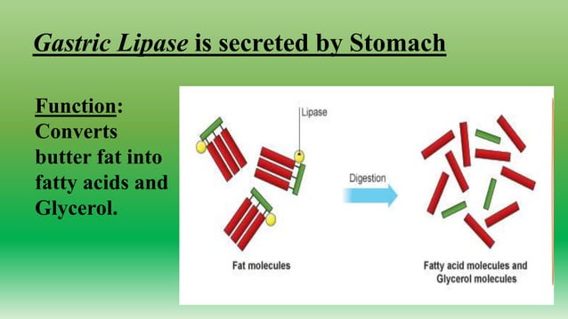 Enzymes, Secreted by and Function | PPT