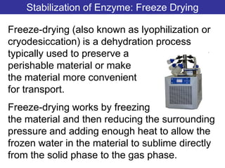 Enzyme-stabilization.ppt
