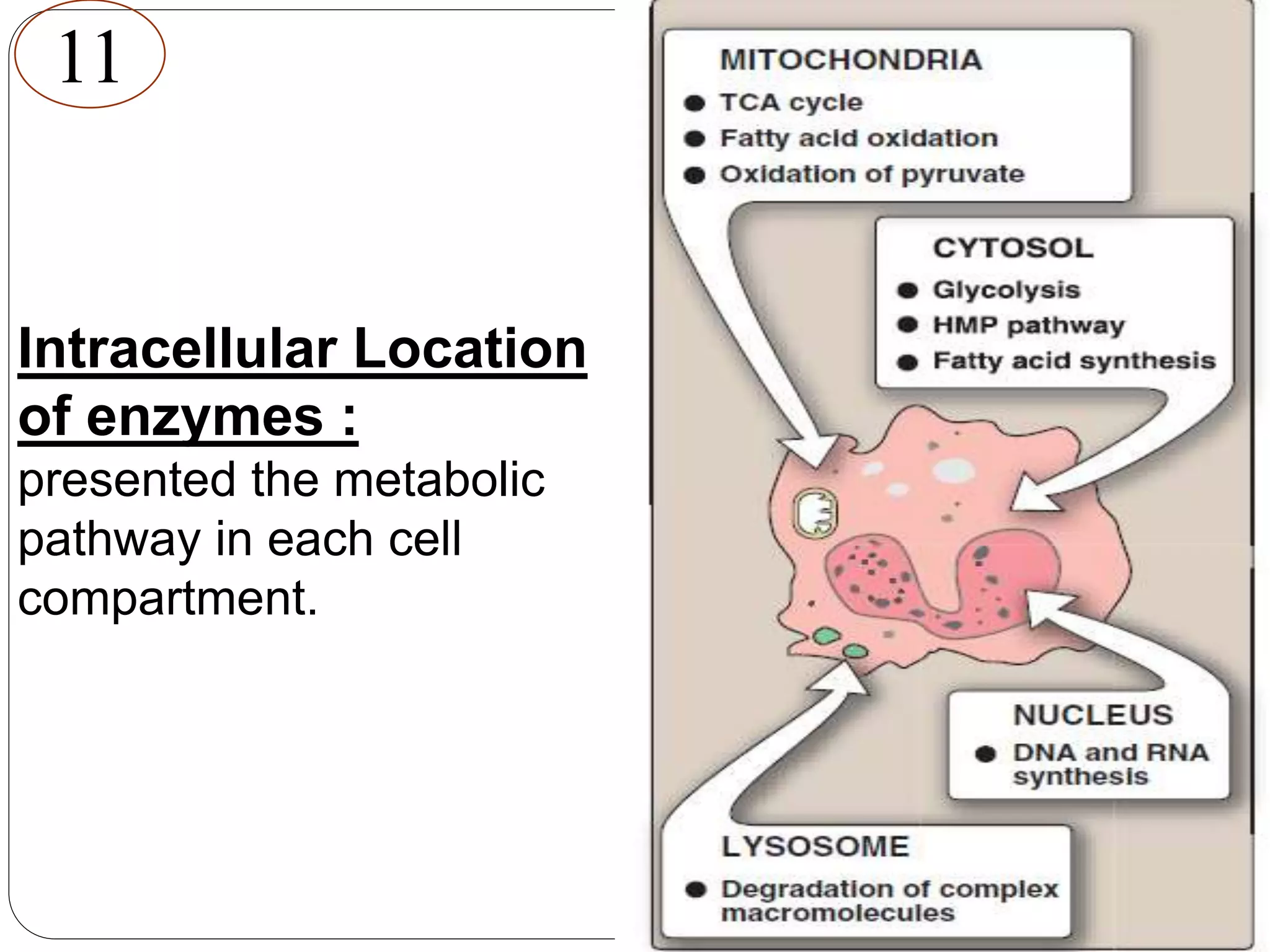 Enzymes For Medical Students | PPTX