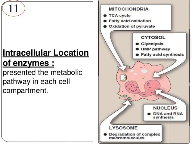Extracellular Enzymes