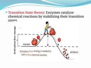 enzyme 5-catalytic action of enzymes-.pptx
