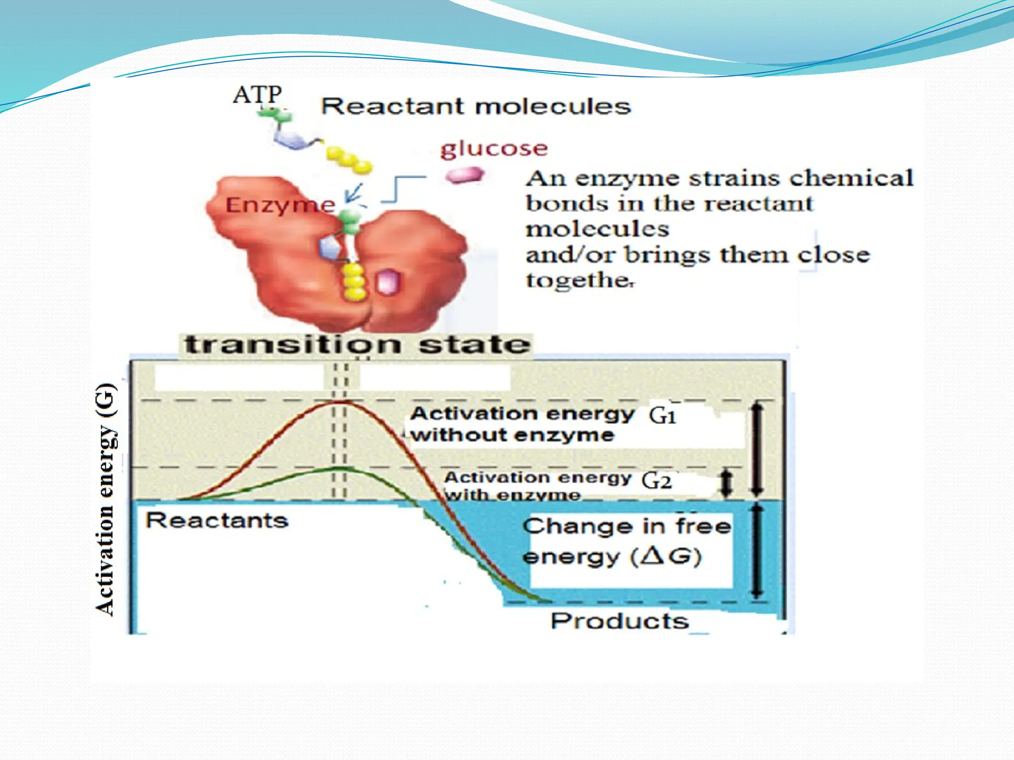 enzyme 5-catalytic action of enzymes-.pptx