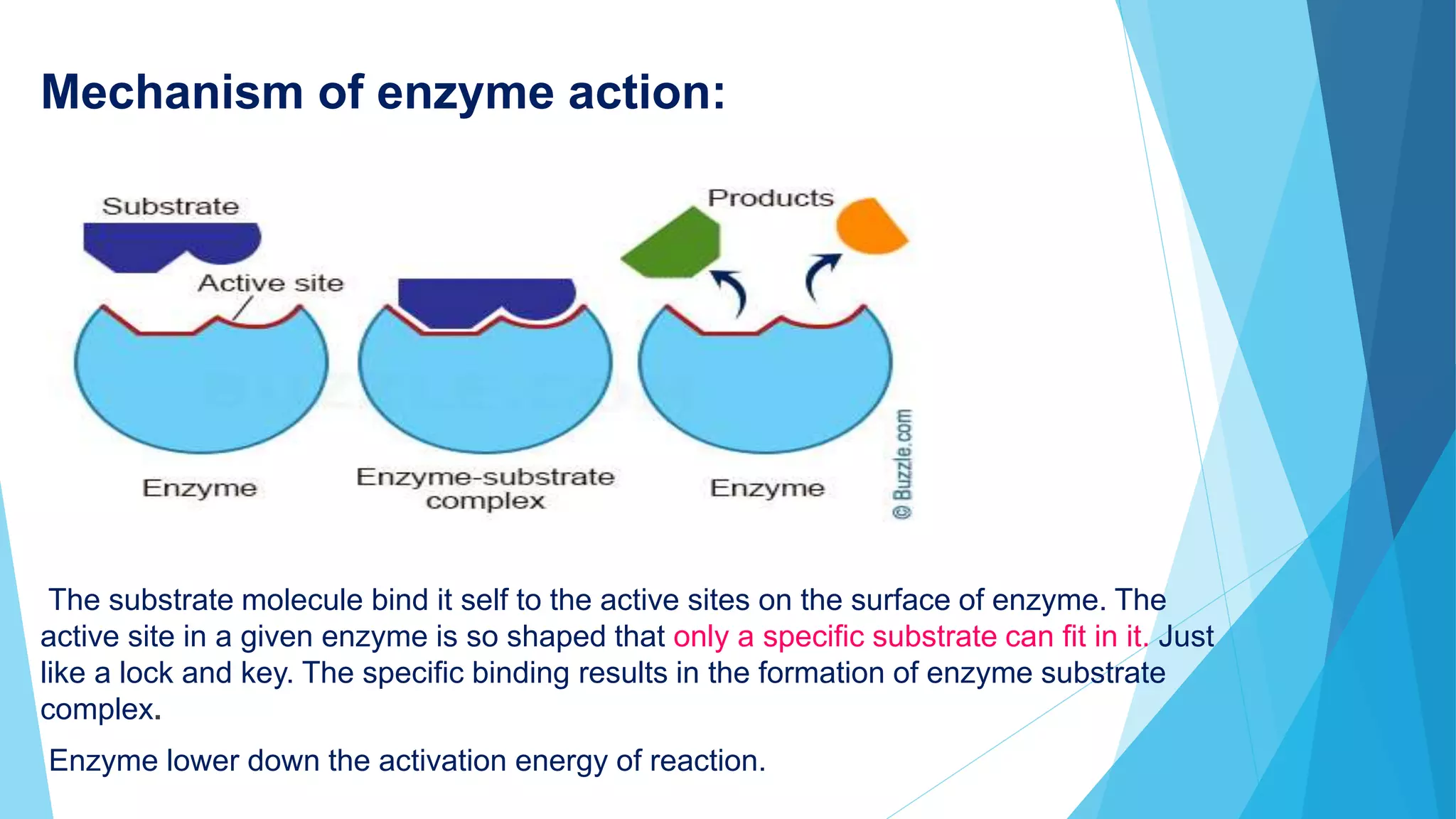Enzyme action | PPT