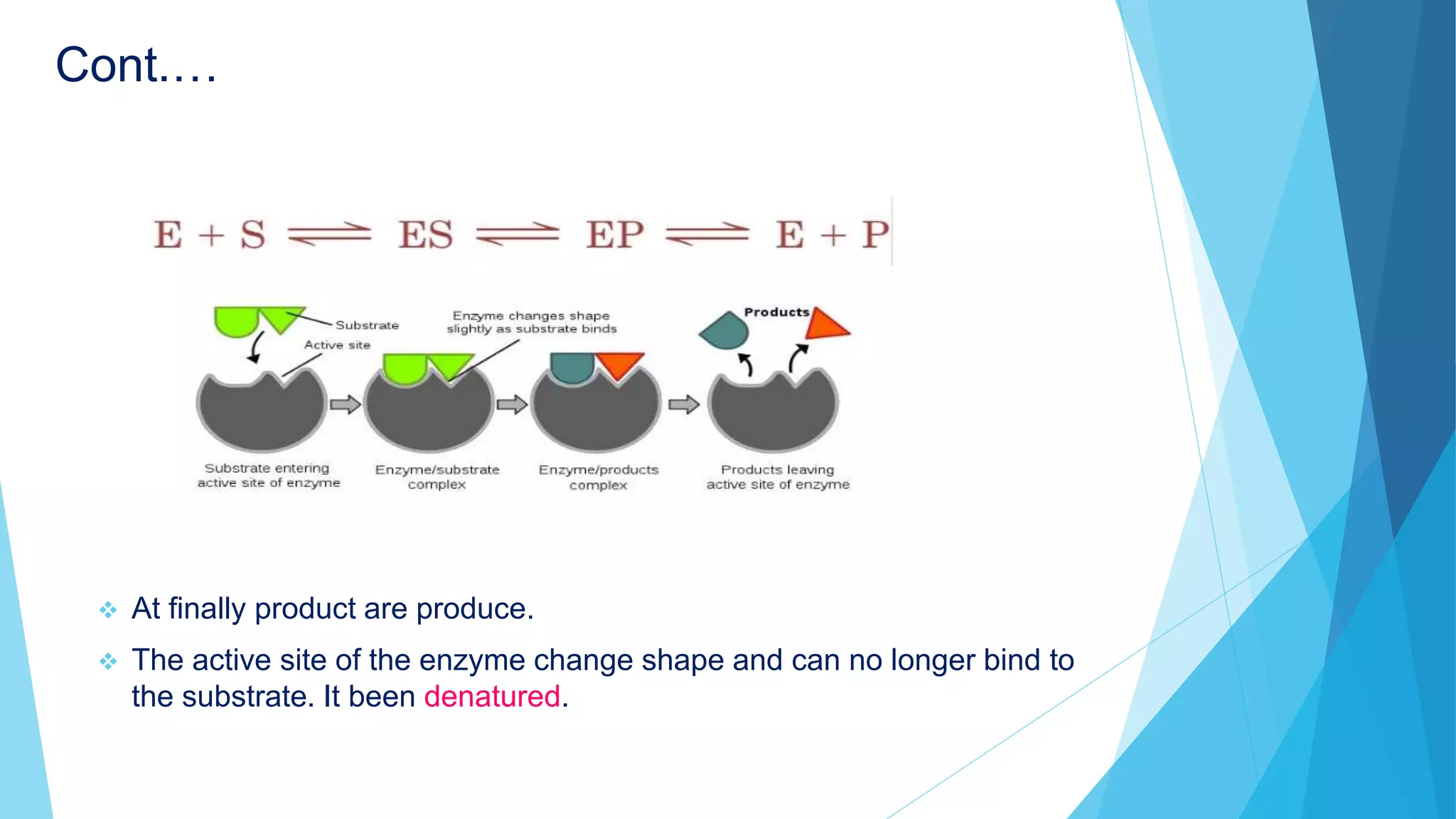 Enzyme action | PPT
