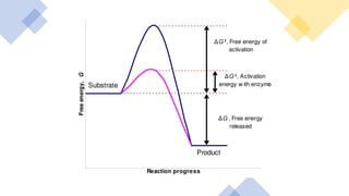 Enzyme action | PPTX