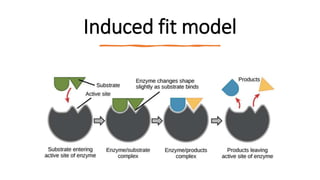 Enzyme action | PPTX