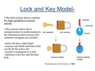 Enzyme Action and Coenzymes 1.pptx