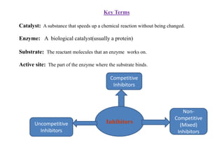 Enzyme activity | PPTX