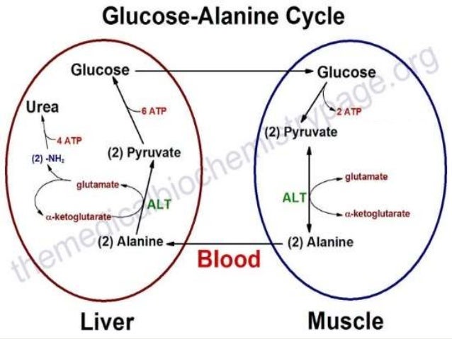 ALANINE TRANSAMINASE (ALT)