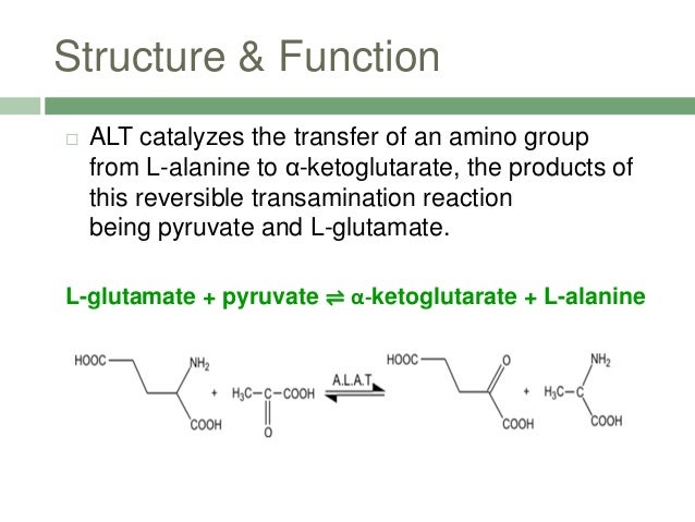 ALANINE TRANSAMINASE (ALT)