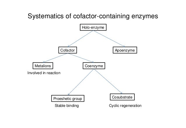 Enzyme and coenzyme