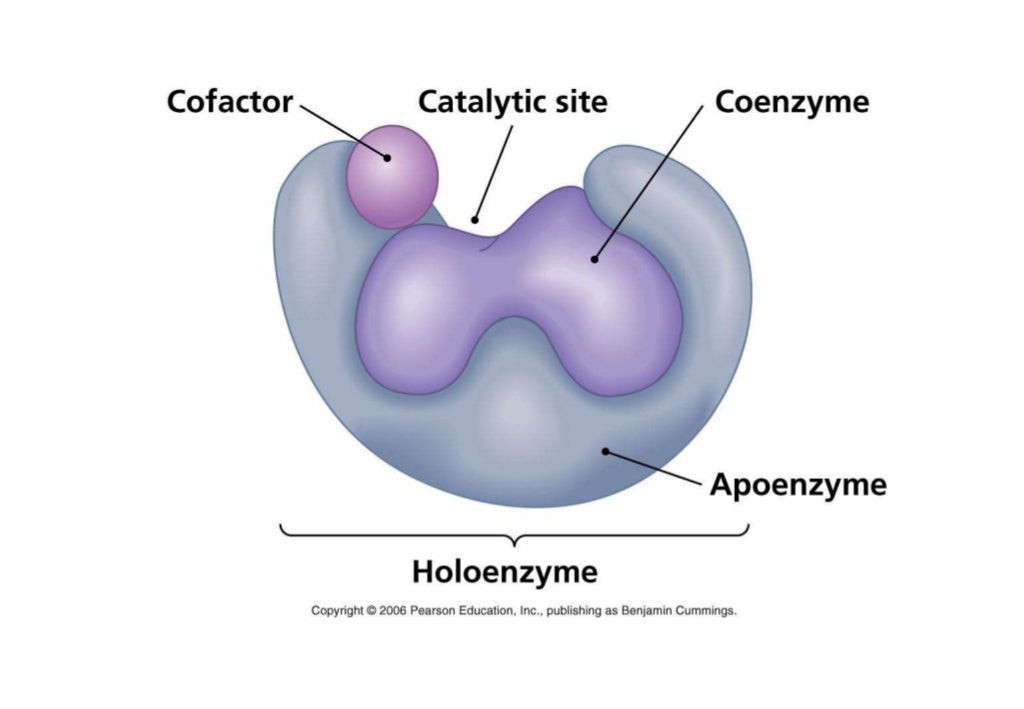 Enzyme and coenzyme