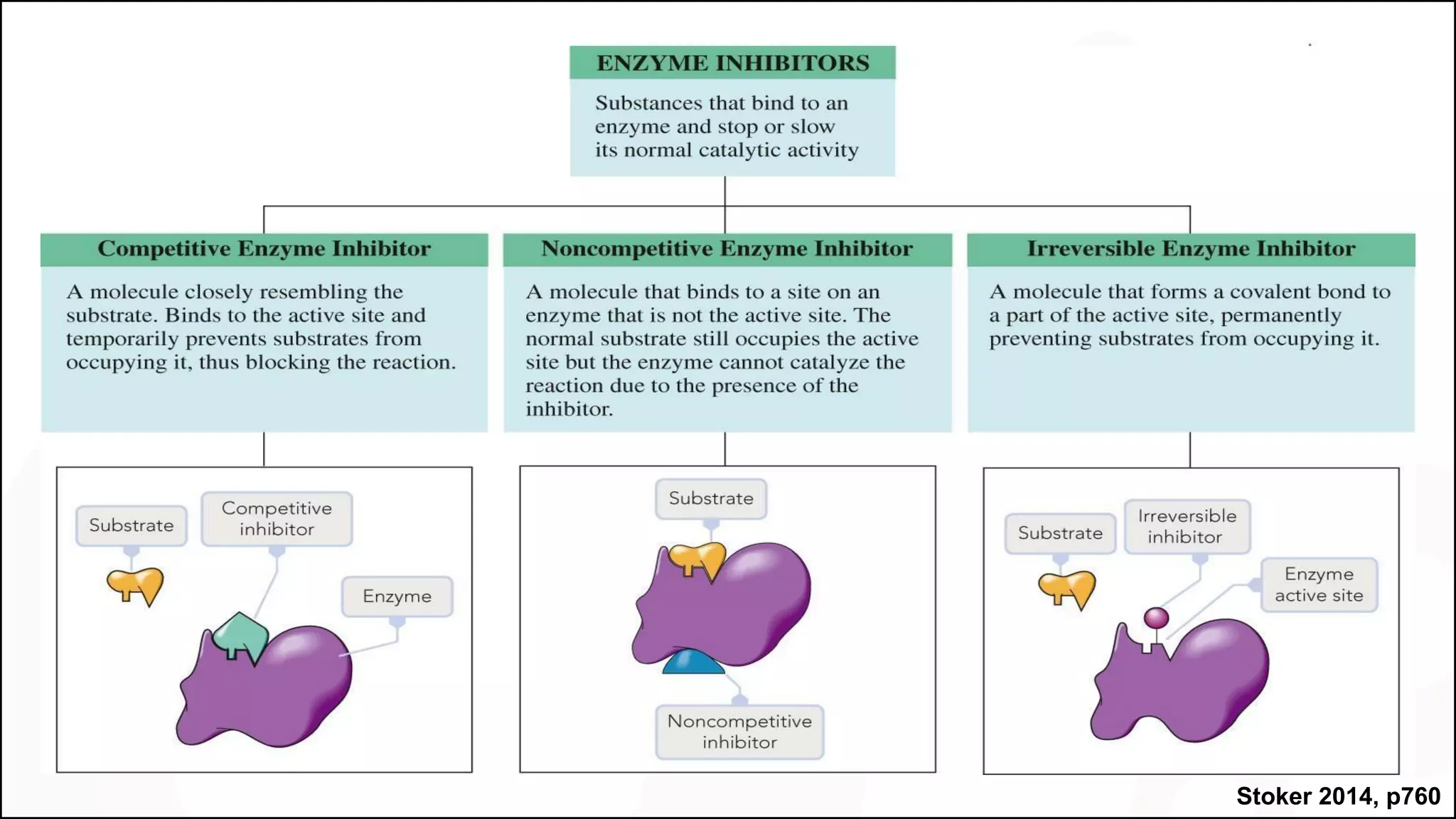 Enzyme and Coenzyme | PDF | Chemistry | Science