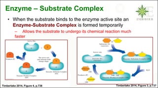 Enzyme and Coenzyme | PPT