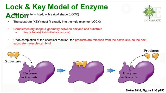 Enzyme and Coenzyme | PDF | Chemistry | Science
