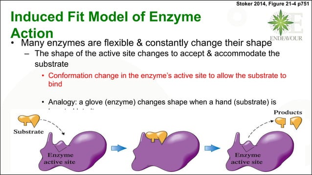 Enzyme and Coenzyme | PDF | Chemistry | Science