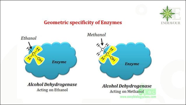 Enzyme and Coenzyme | PDF | Chemistry | Science