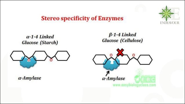 Enzyme and Coenzyme | PDF | Chemistry | Science