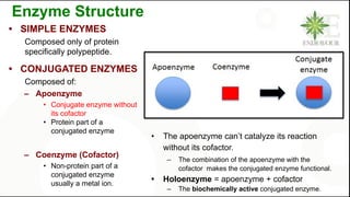 Enzyme and Coenzyme | PPT