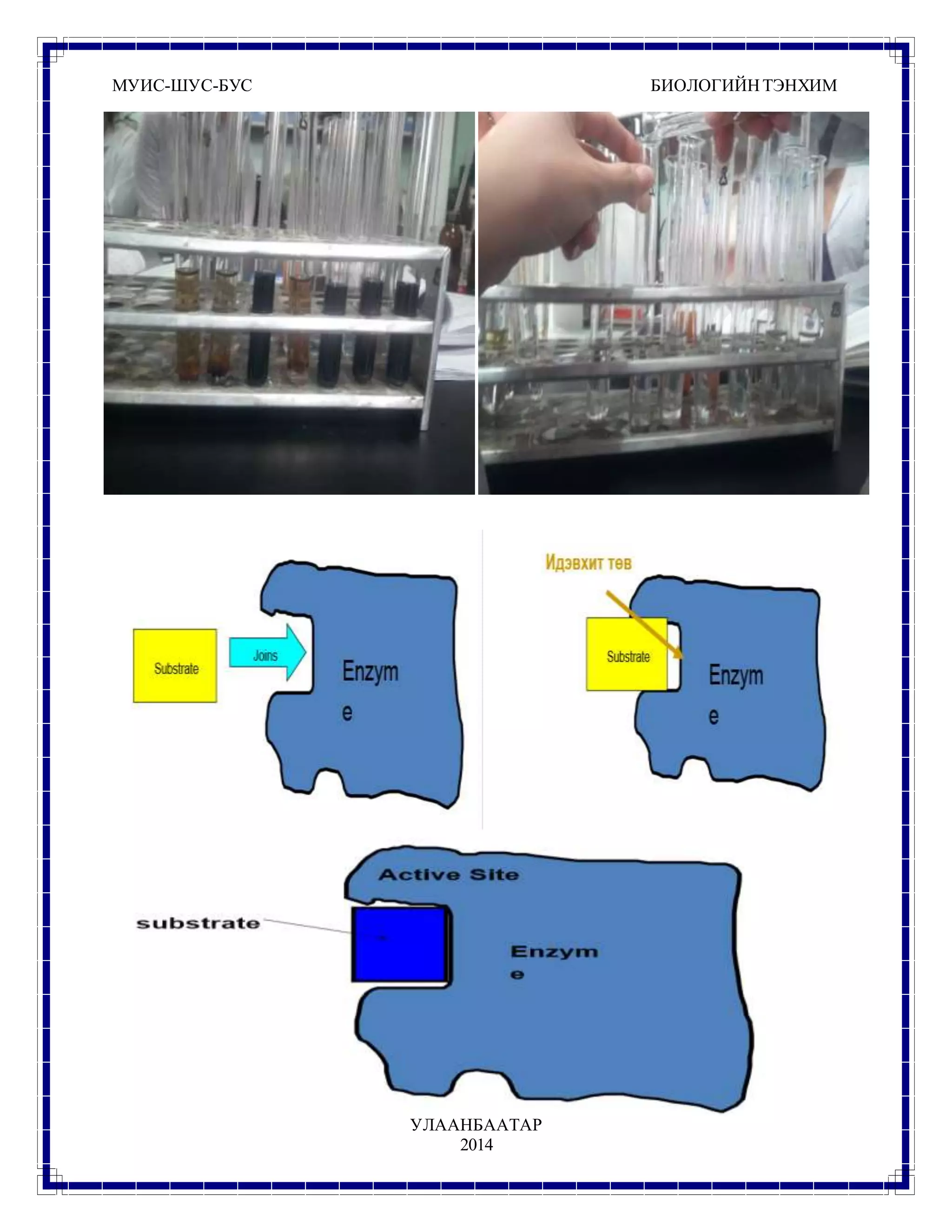 Enzyme bie daalt | DOCX