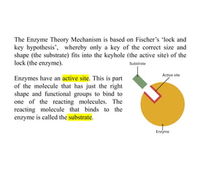 Enzyme bio.pdfghhghhjhhhhhhggghggghhghhh | PDF