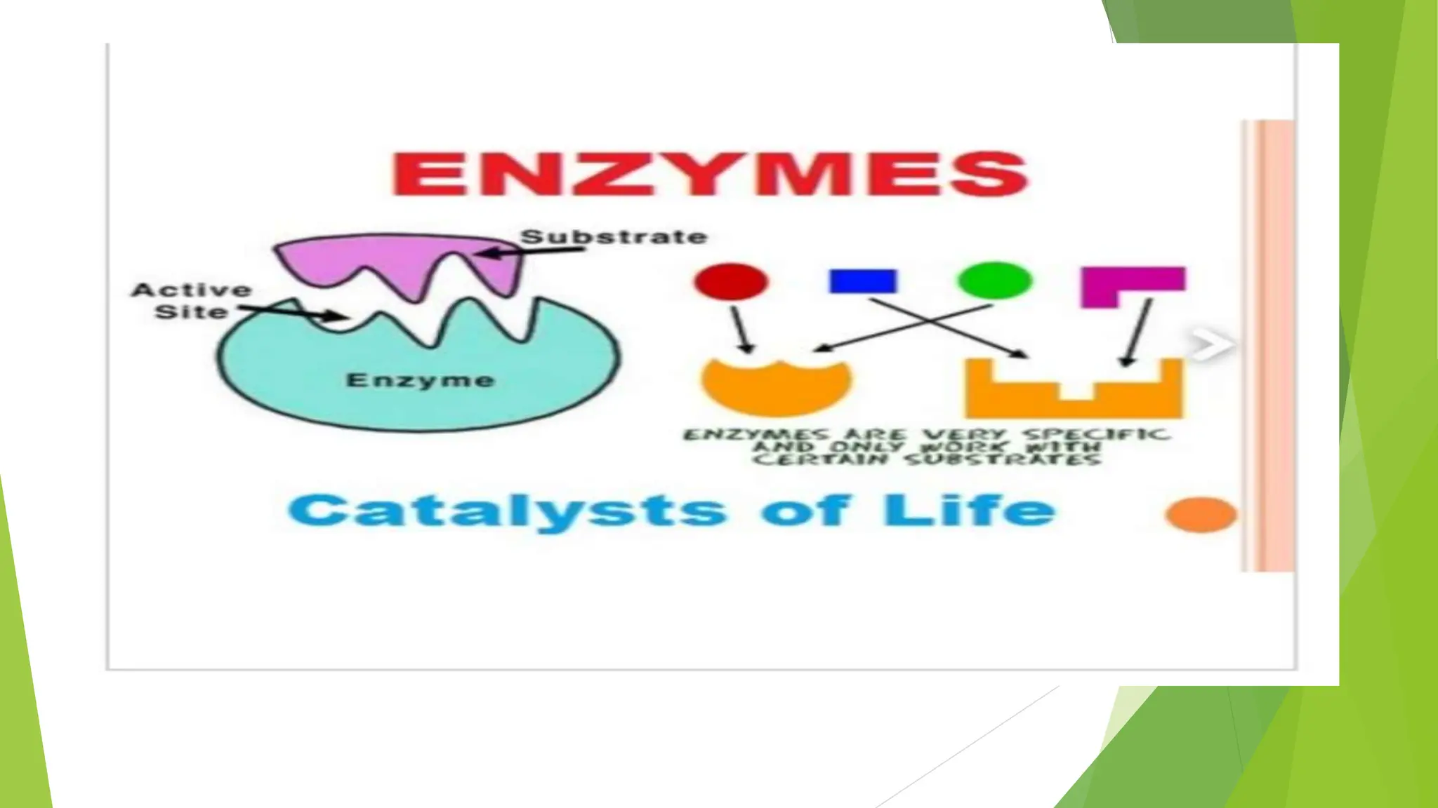 ENZYME ARE BIOLOGICAL CATALYST .pptx