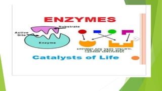 ENZYME ARE BIOLOGICAL CATALYST .pptx