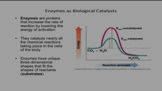 ENZYME ARE BIOLOGICAL CATALYST .pptx