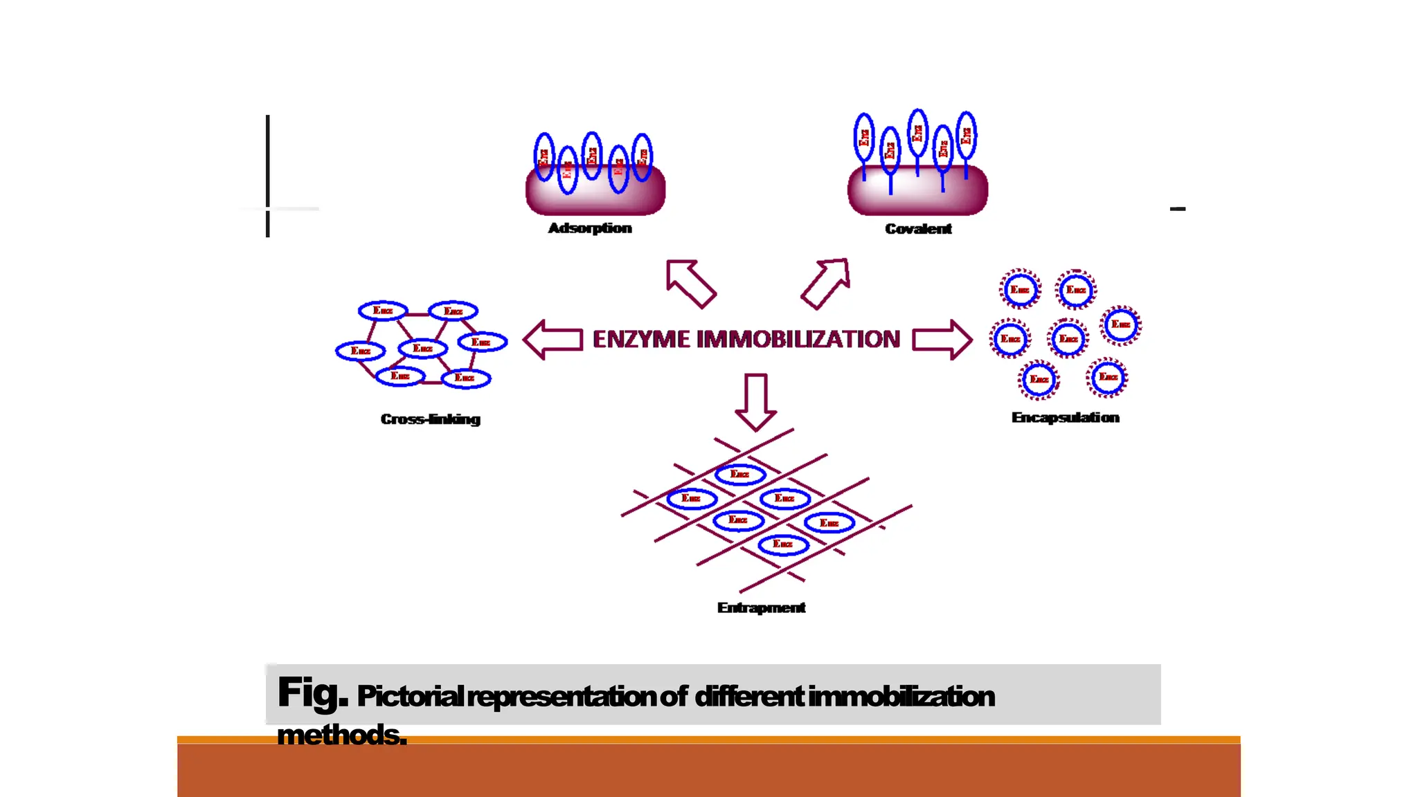 Enzyme Biotechnology Methods Of Enzyme Immobilization And Applications Pptx