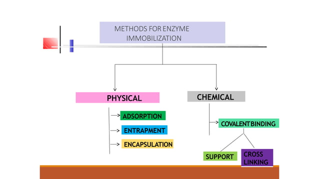 Enzyme Biotechnology-Methods of enzyme immobilization and applications.pptx
