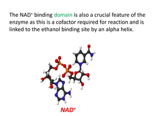 Enzyme catalysed interconversion | PPTX | Chemistry | Science