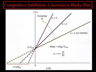Enzyme Kinetics | PPT